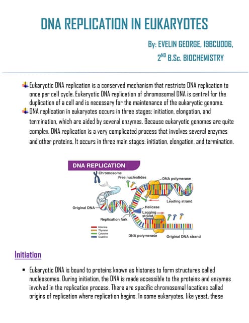 Dna replication eukaryotes | PPTX