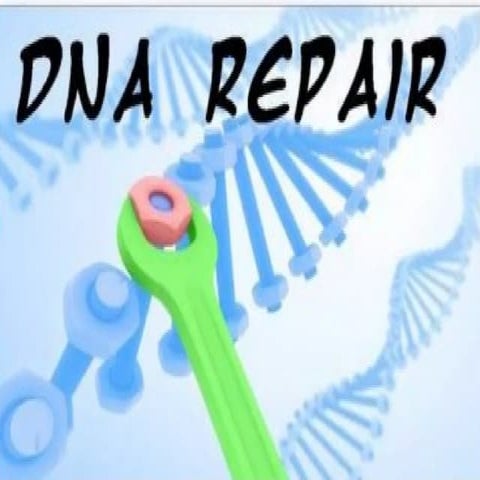 DNA Repair definition, mechanisms of DNA repair | PPT