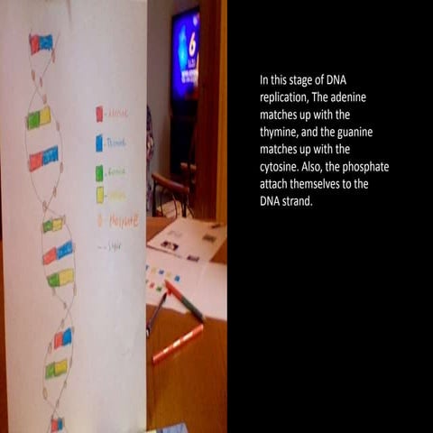 Dna Replication Project Joseph Whitman | PPTX