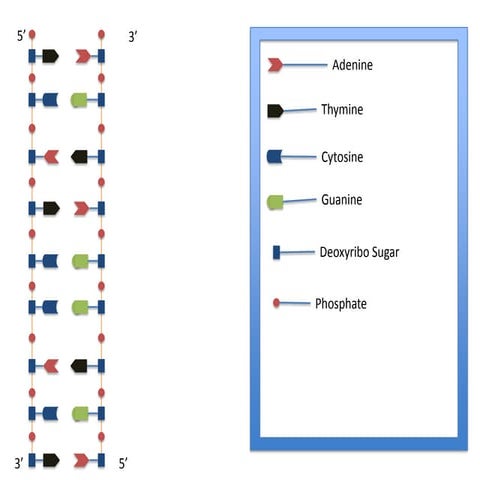 Dna model | PPTX