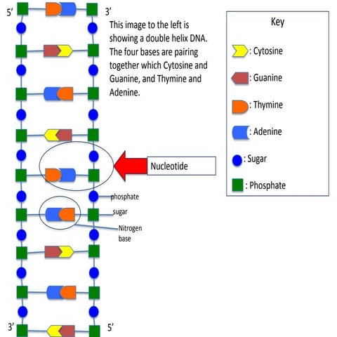 Dna replication T-Stouff | PPT
