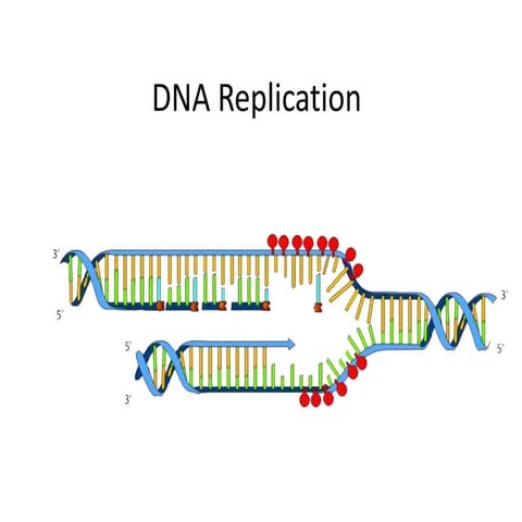 DNA replication | PPT