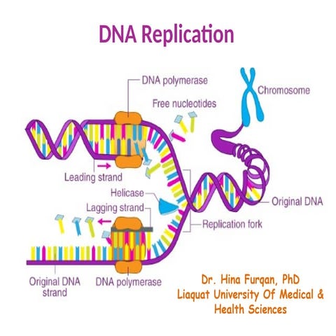 DNA Replication, Dr Hina PhD, LUMHS Jamshoro | PPT