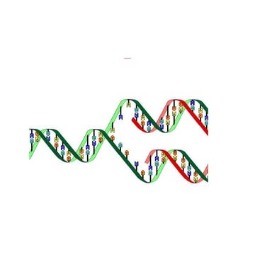 DNA replication and repair (OK) MLT Lecture.pptx