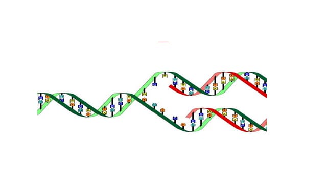 Dna Replication Eukaryotes Pptx