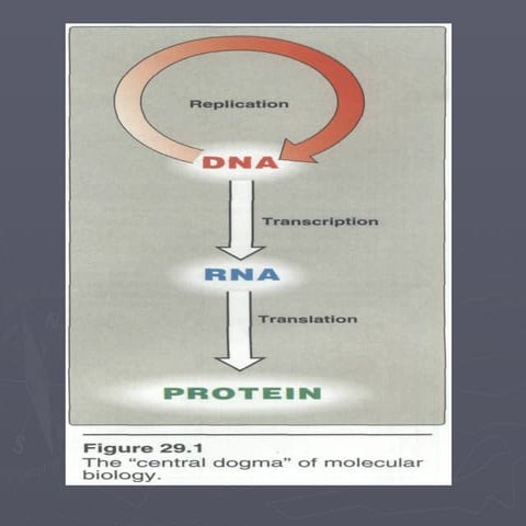 DNA replication (P4) (2) (1).ppt........ | PPT