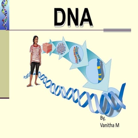 DNA replication,repair and mutation | PPTX