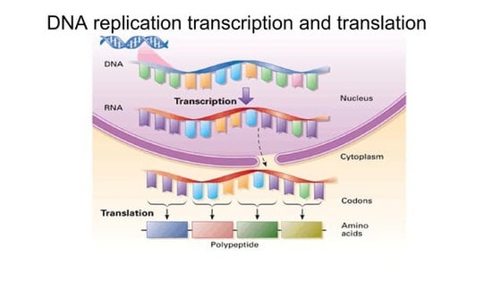 DNA Transcription And Translation | PPT | Programming Languages | Computing