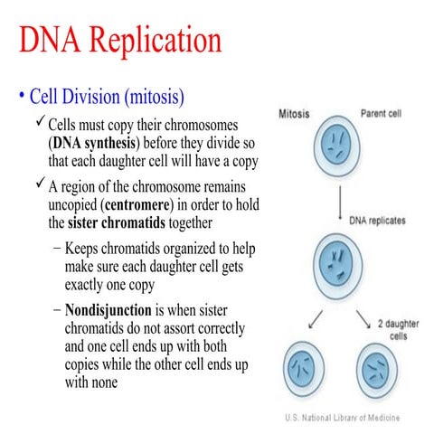 Dna replication;transcription and translation | PPT