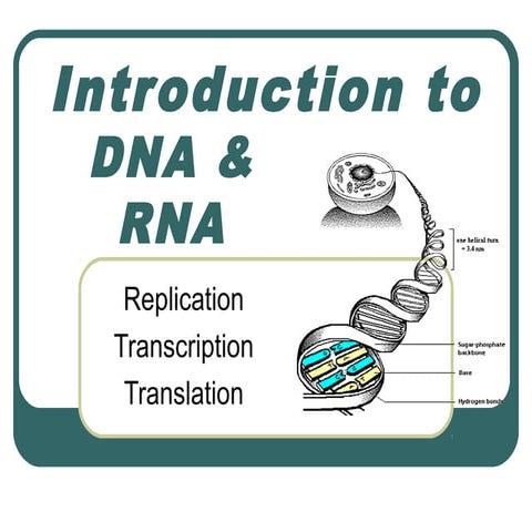 DNA Replication | PPT