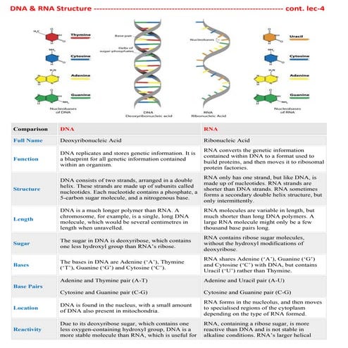DNA & RNA structure.pdf