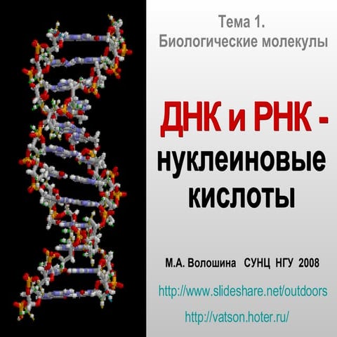 DNA RNA Structure Ru | PPT