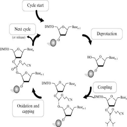 DNA RNA synthesis reagents | PPT