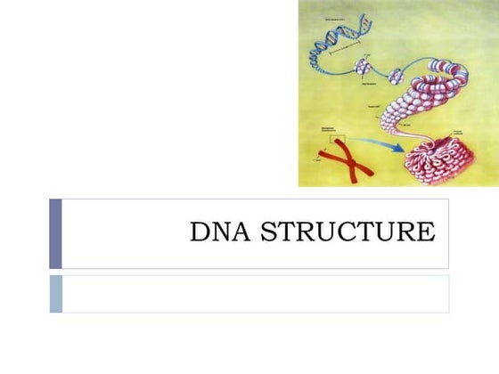 Cyclic conformation and nucleic acid sugar puckering | PPT