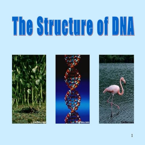 Dna structure1 | PPT