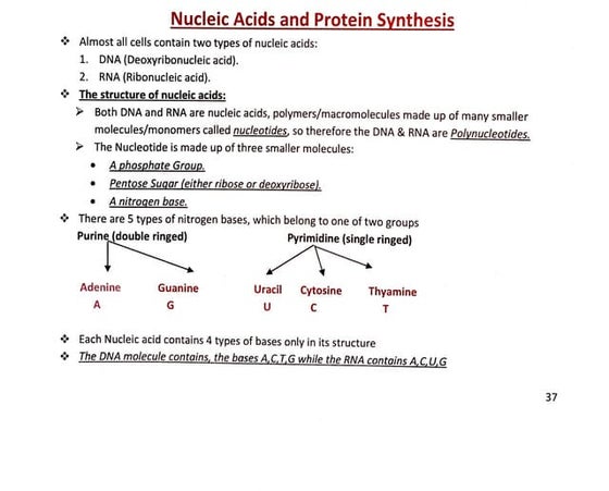 02 The Role of DNA in Protein Synthesis | PPT