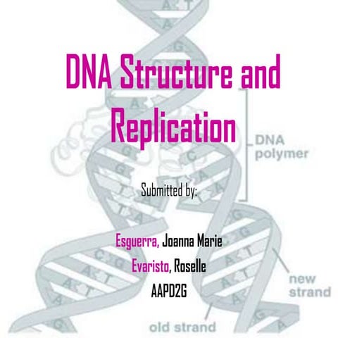 DNA Structure and Replication. | PPTX