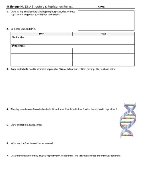 IB DNA Structure & Replication Review Key (2.6-2.7-7.1) | PDF | Biotech ...