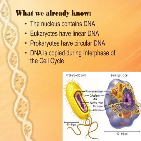 DNA for Middle School Science | PPT
