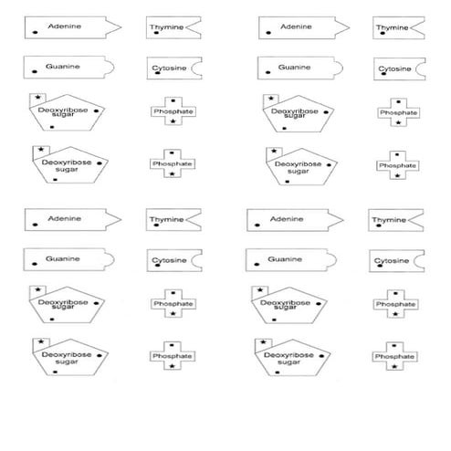 DNA Template Learning Activity Sheet.docx