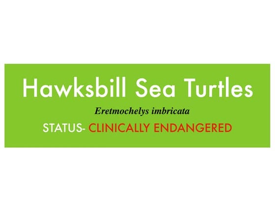 Life Cycle of Turtle (From Egg to Adult Sea Turtle) | PDF