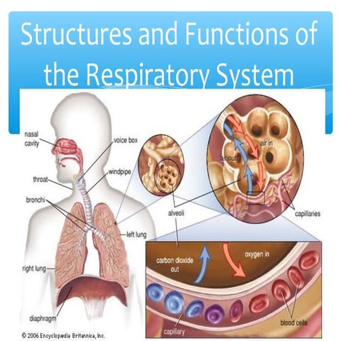 Structure and function of Respiratory System | PPT