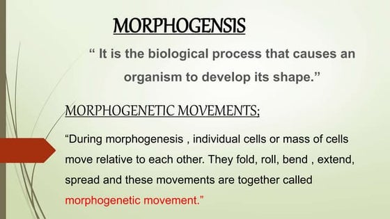 Cell differentiation | PPT