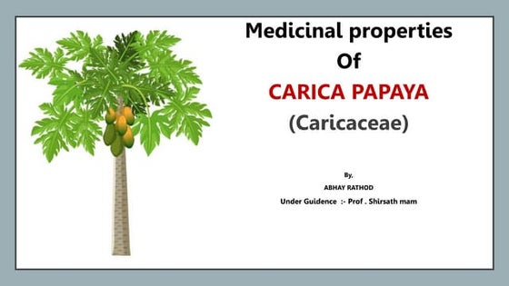 PAPAYA LEAVES OVERVIEW PHARMACOGNOSY.pptx
