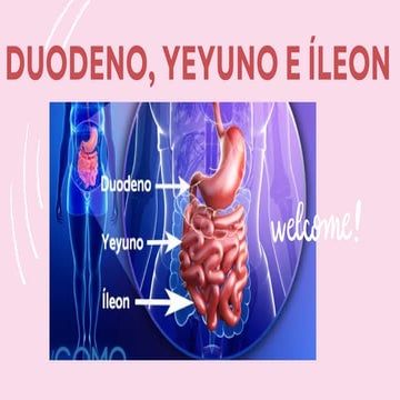 Intestino delgadoa anatomía básica .pptx