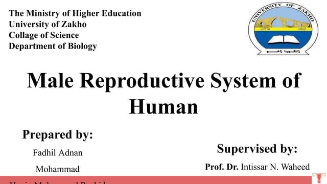 Grade 10 Bio Male reproductive system | PPTX