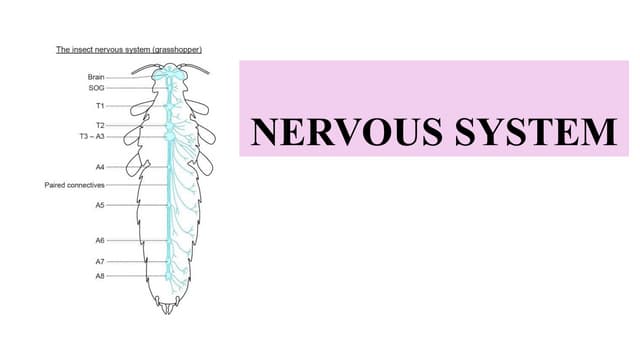 Nervous system in insects | PPTX