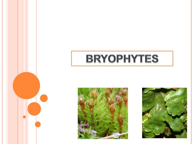 Cyathodium bryophyte: morphology, anatomy, reproduction etc. | PPTX