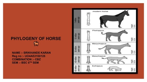 Evolution of horse in paleontology | PPTX