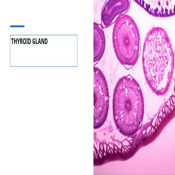 Anatomy of thyroid gland | PPTX