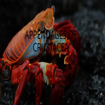 Notes on prawn | PPTX