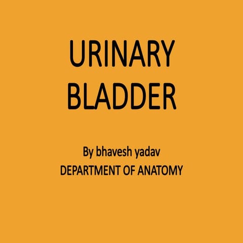 Urinary bladder (Anatomy) | PPTX