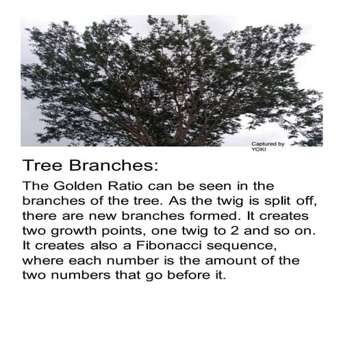 Golden Ratio examples tree branches | DOCX