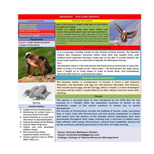 Ecological Description of Beared vulture | PDF