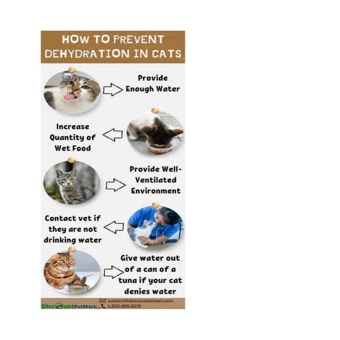 How to Prevent Dehydration in Cats | DOCX
