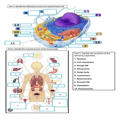 Identify the parts of the cell and human body | DOCX