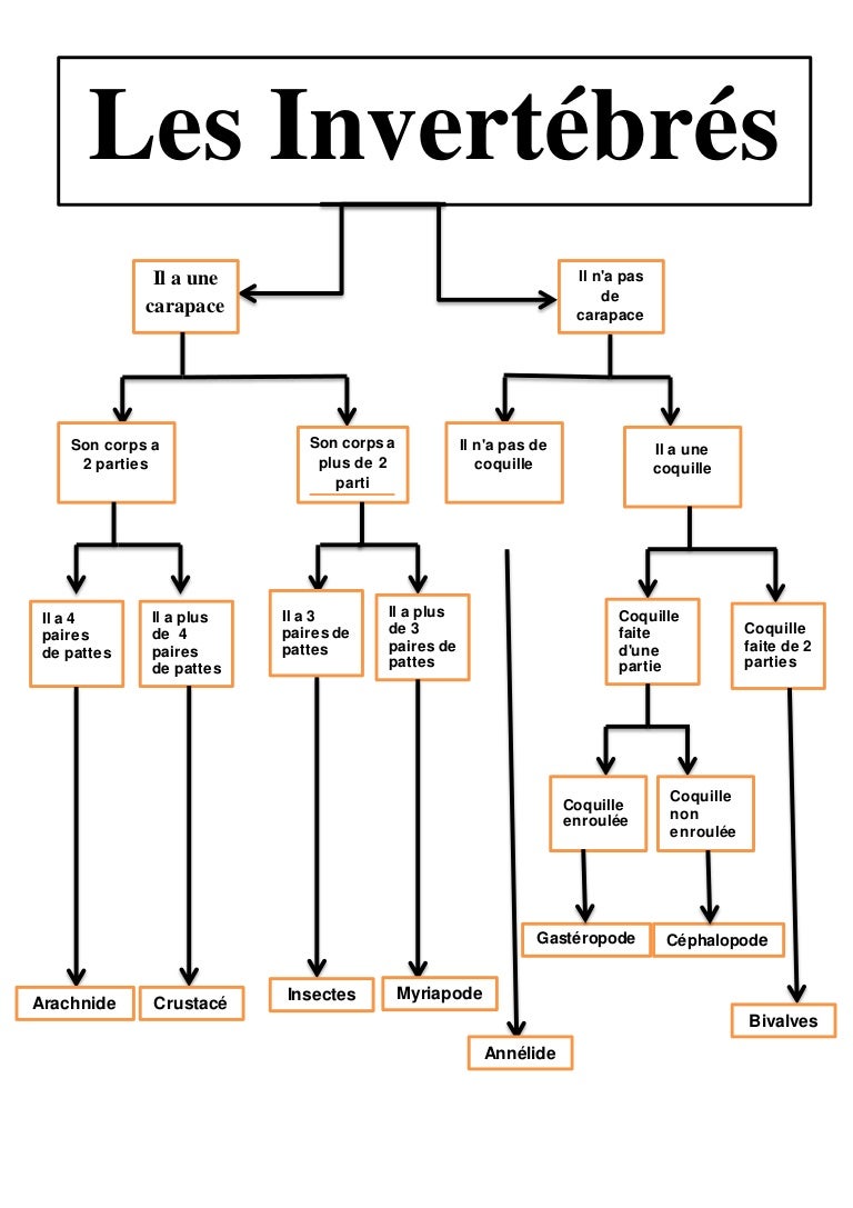 Les Invertébrés