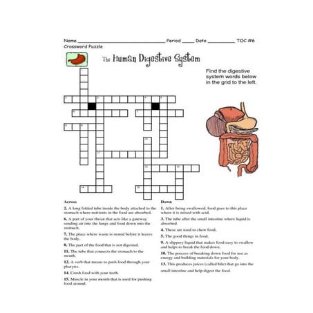 Digestive System Crossword | DOCX