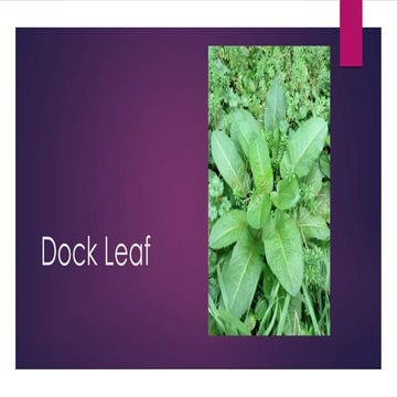 Dock leaf | PPTX