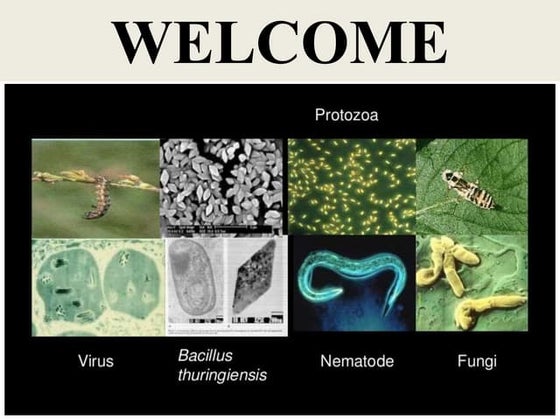 Entomopathogenic viruses | PPTX | Biological Sciences | Science
