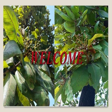 Biodiversity and conservation of fruit crops | PPTX