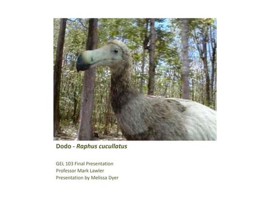 Dodo.pdf