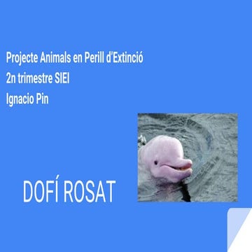 Dofi rosat | PPTX