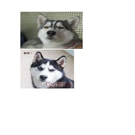 funny Cat | PPTX