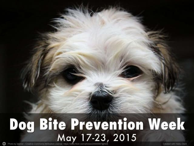 Dog bite prevention | PPTX