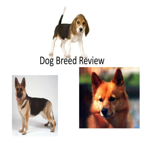 Dog Breed Review | PPTX